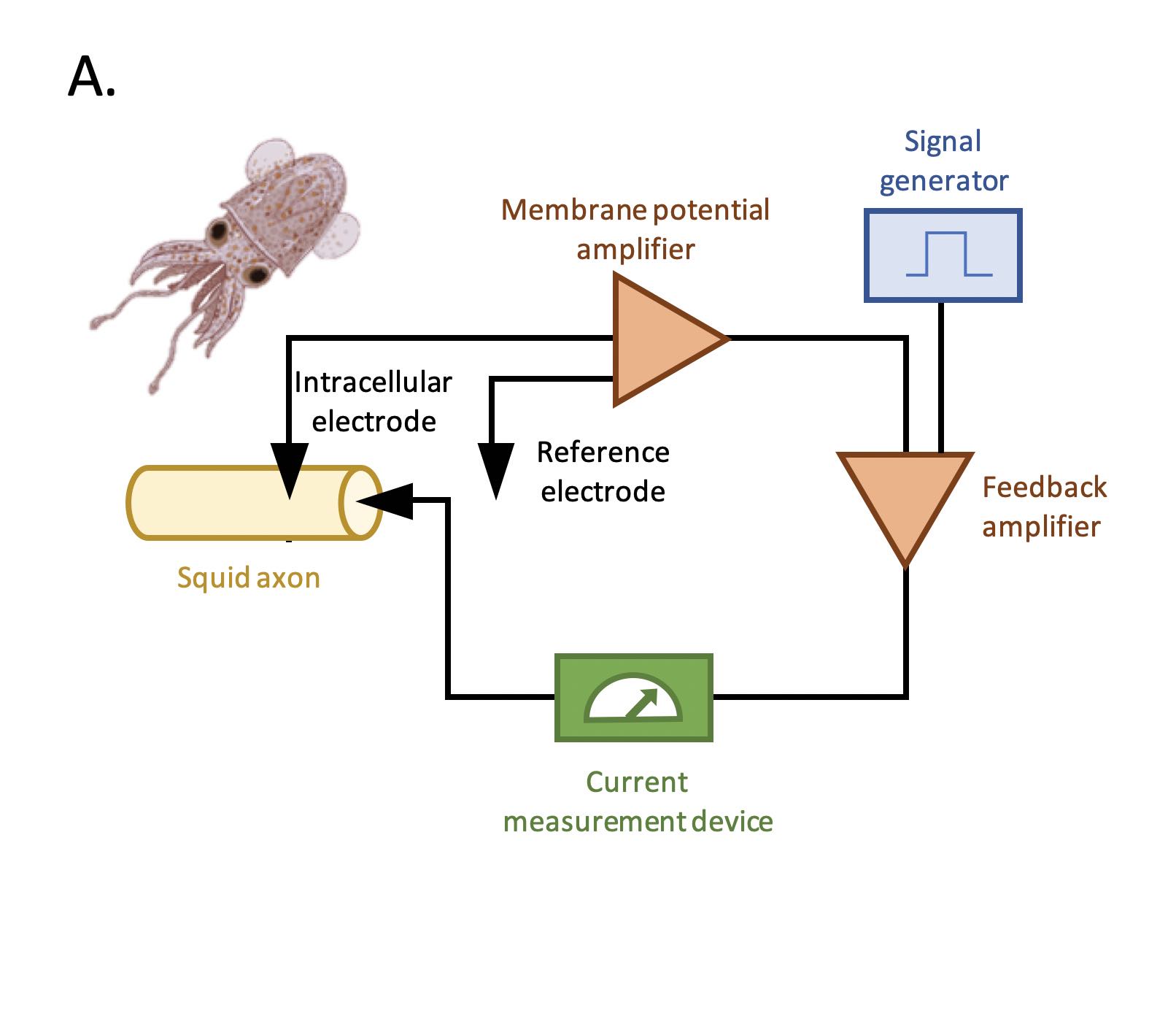 Using Computer Models to Study the heart - Personalize AF